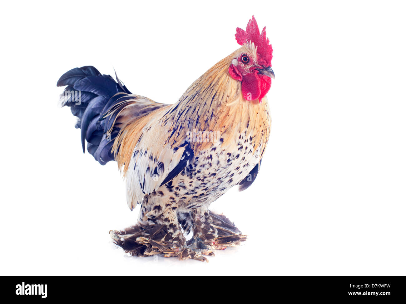 A small bantam rooster on a white background Stock Photo - Alamy