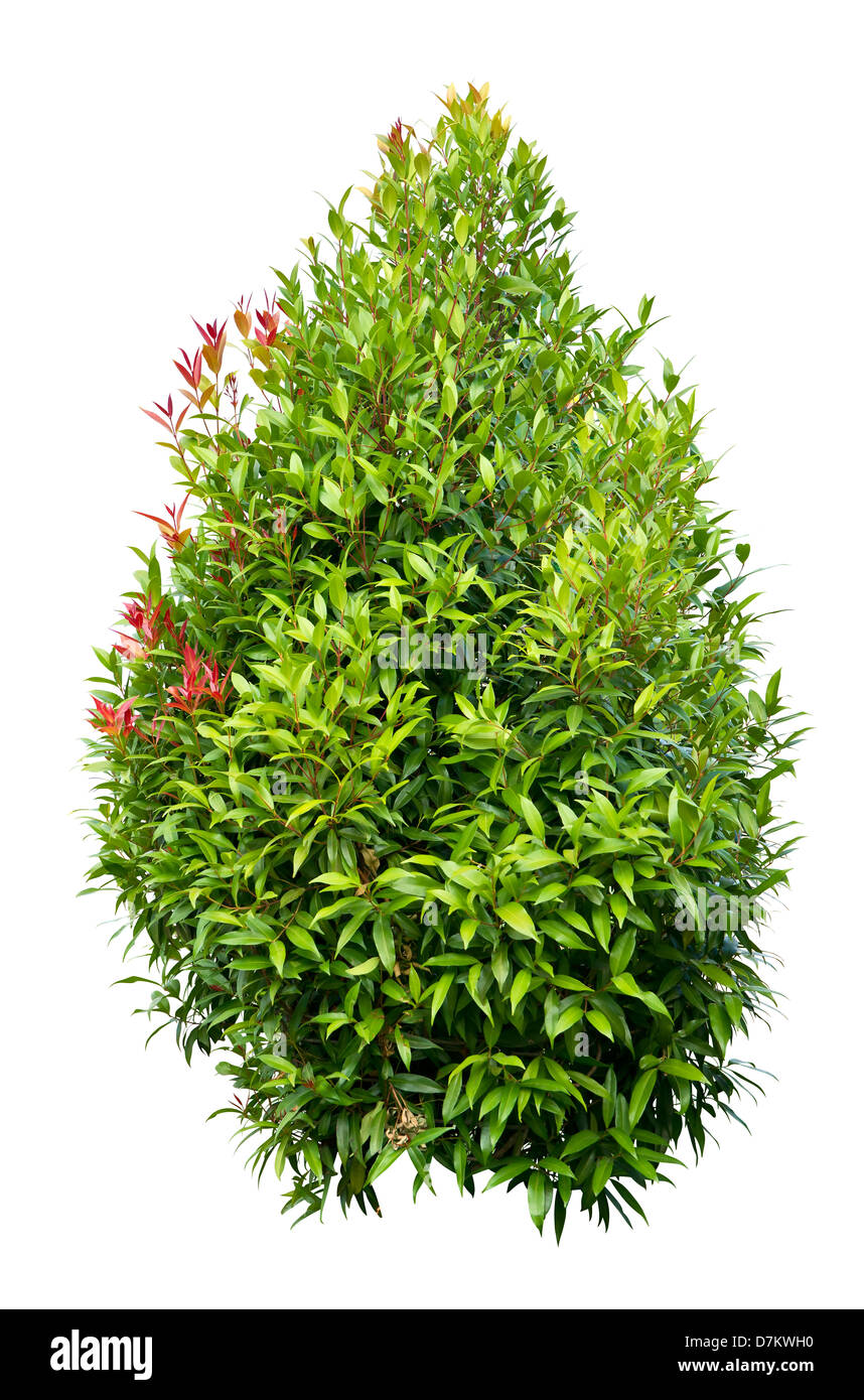 Small tree isolated on white background Stock Photo - Alamy