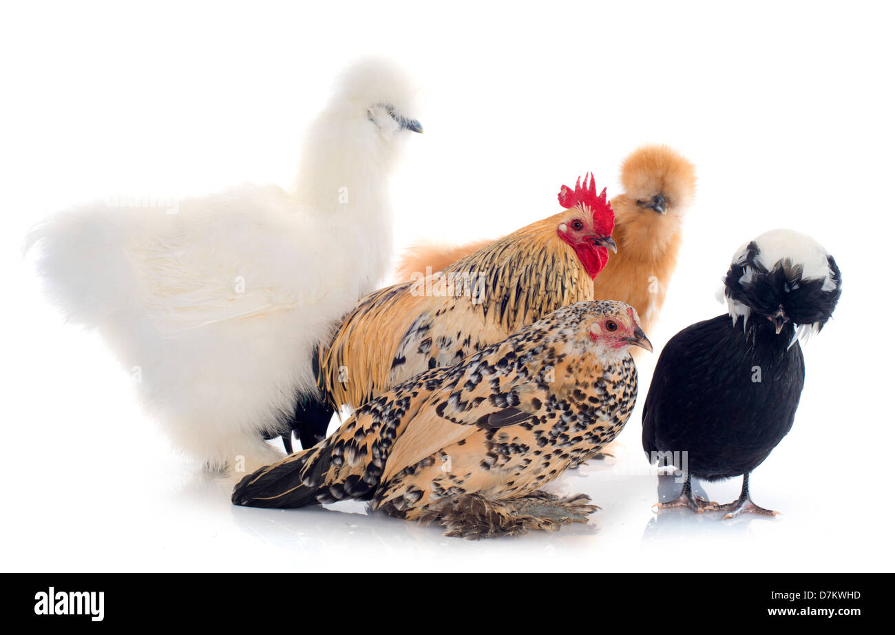 group of bantam chicken on a white background Stock Photo - Alamy