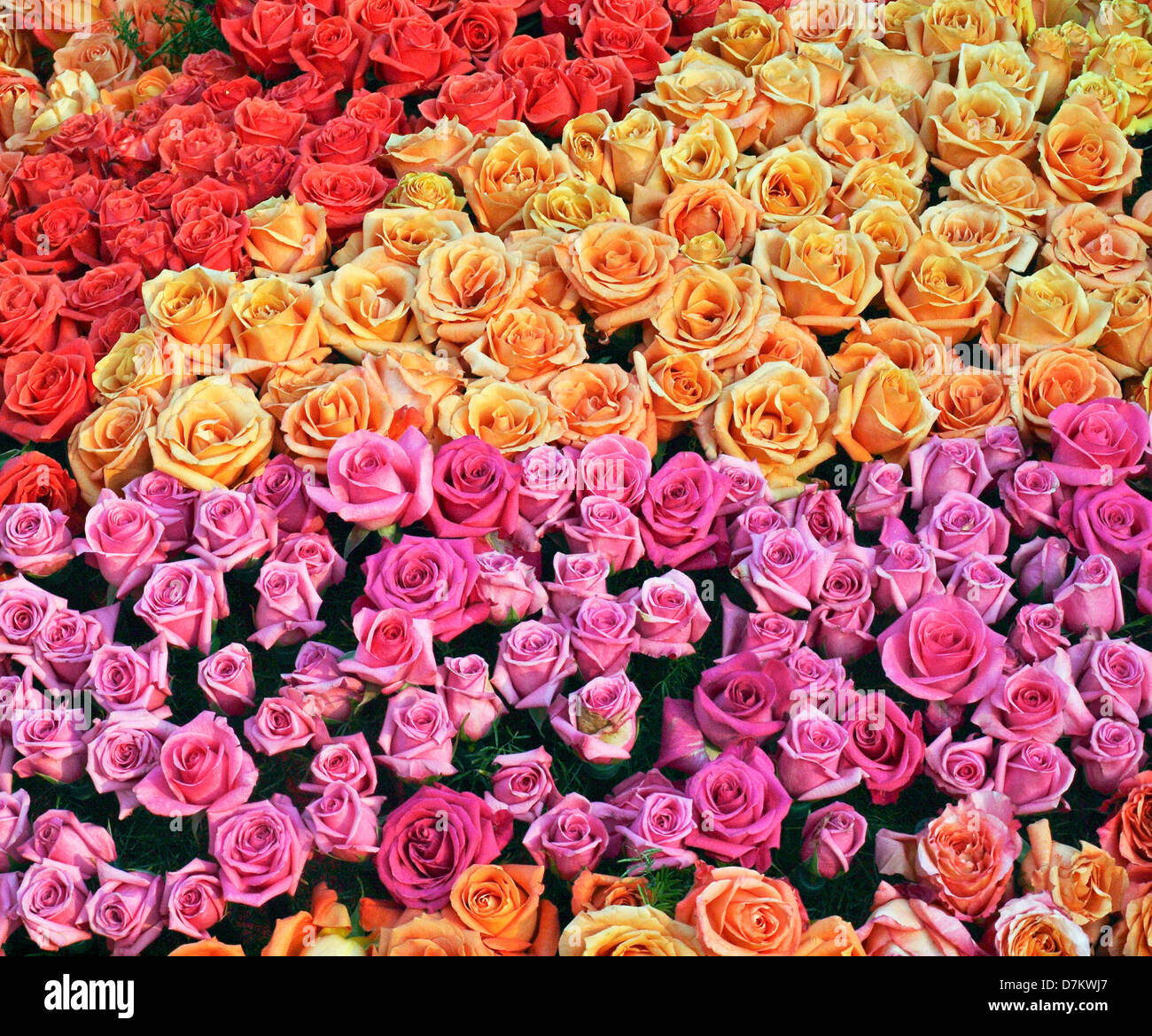 Roses and rose buds hi-res stock photography and images - Alamy