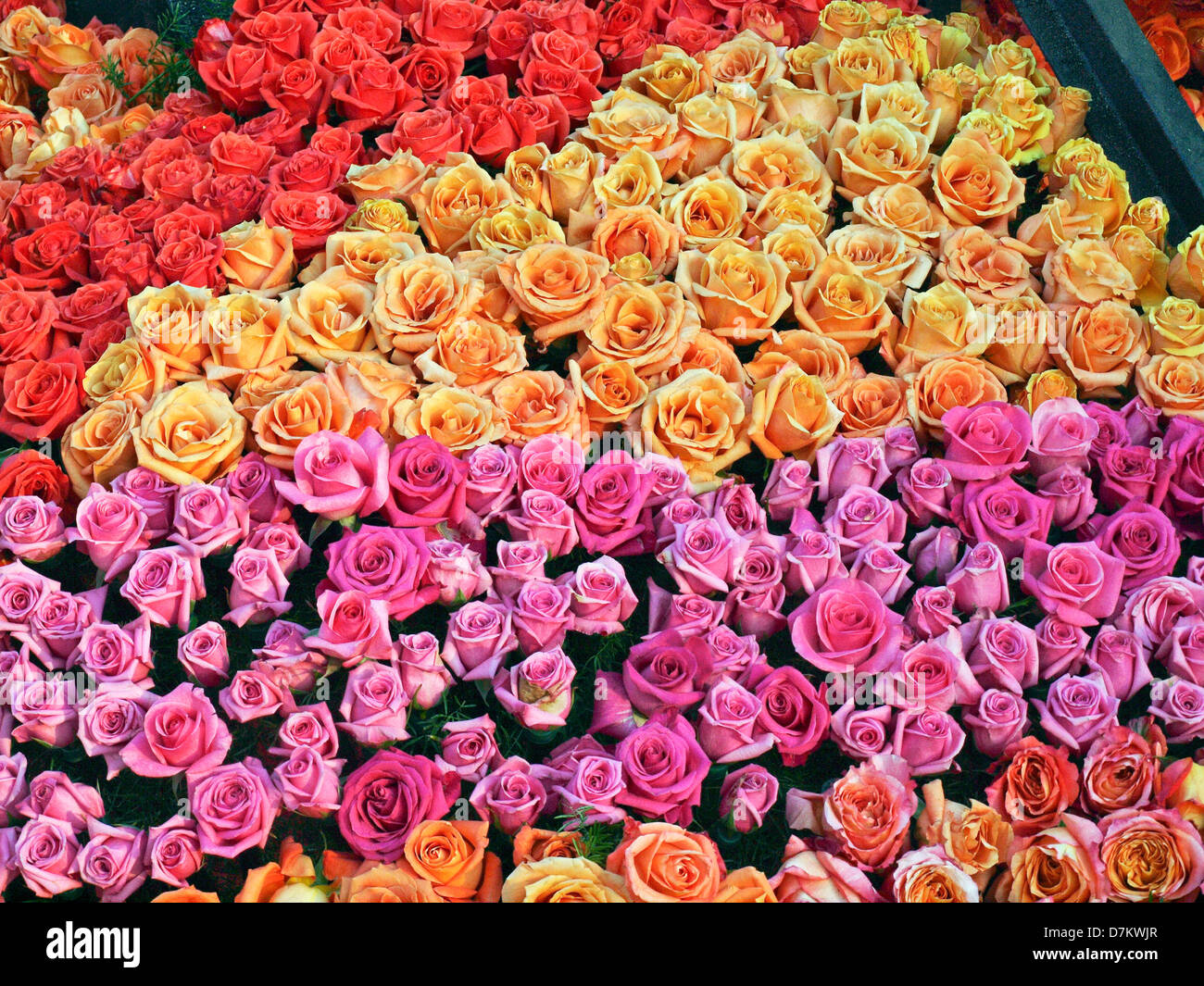 Buds of roses hi-res stock photography and images - Alamy