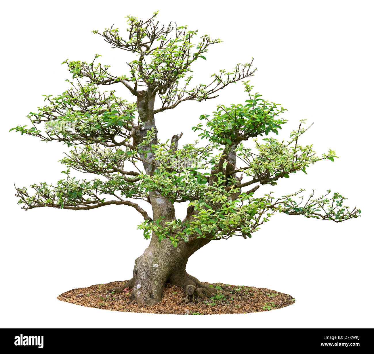 Small tree isolated in white background Stock Photo - Alamy