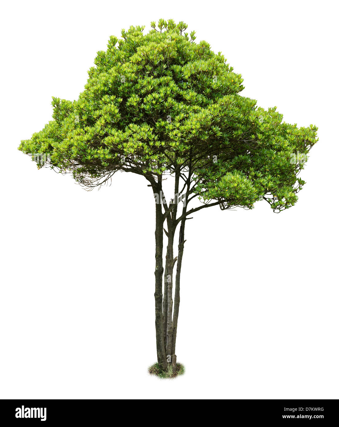 Tree isolated on white background Stock Photo - Alamy