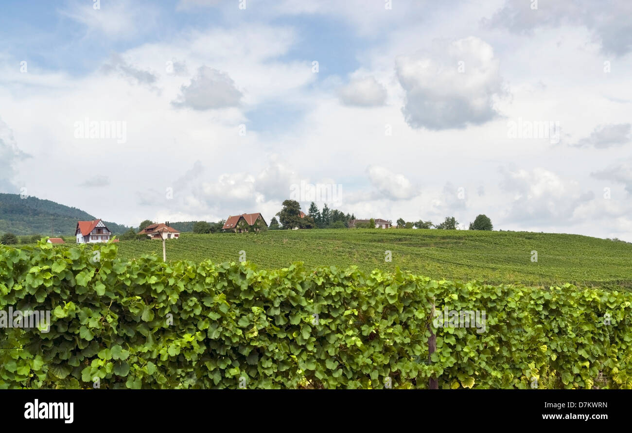 part of Mittelbergheim, a village of a region in France named Alsace ...