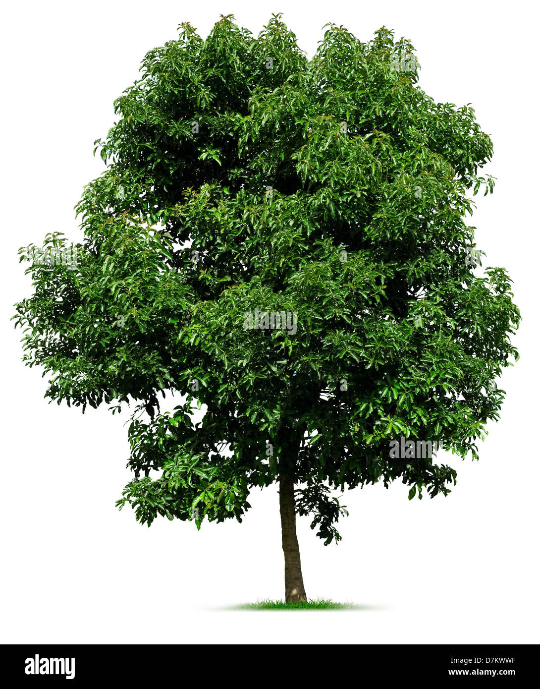 Tree isolated on white background Stock Photo - Alamy
