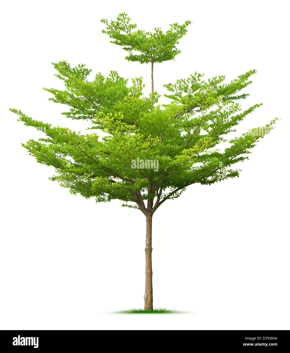 Tree isolated on white background Stock Photo - Alamy