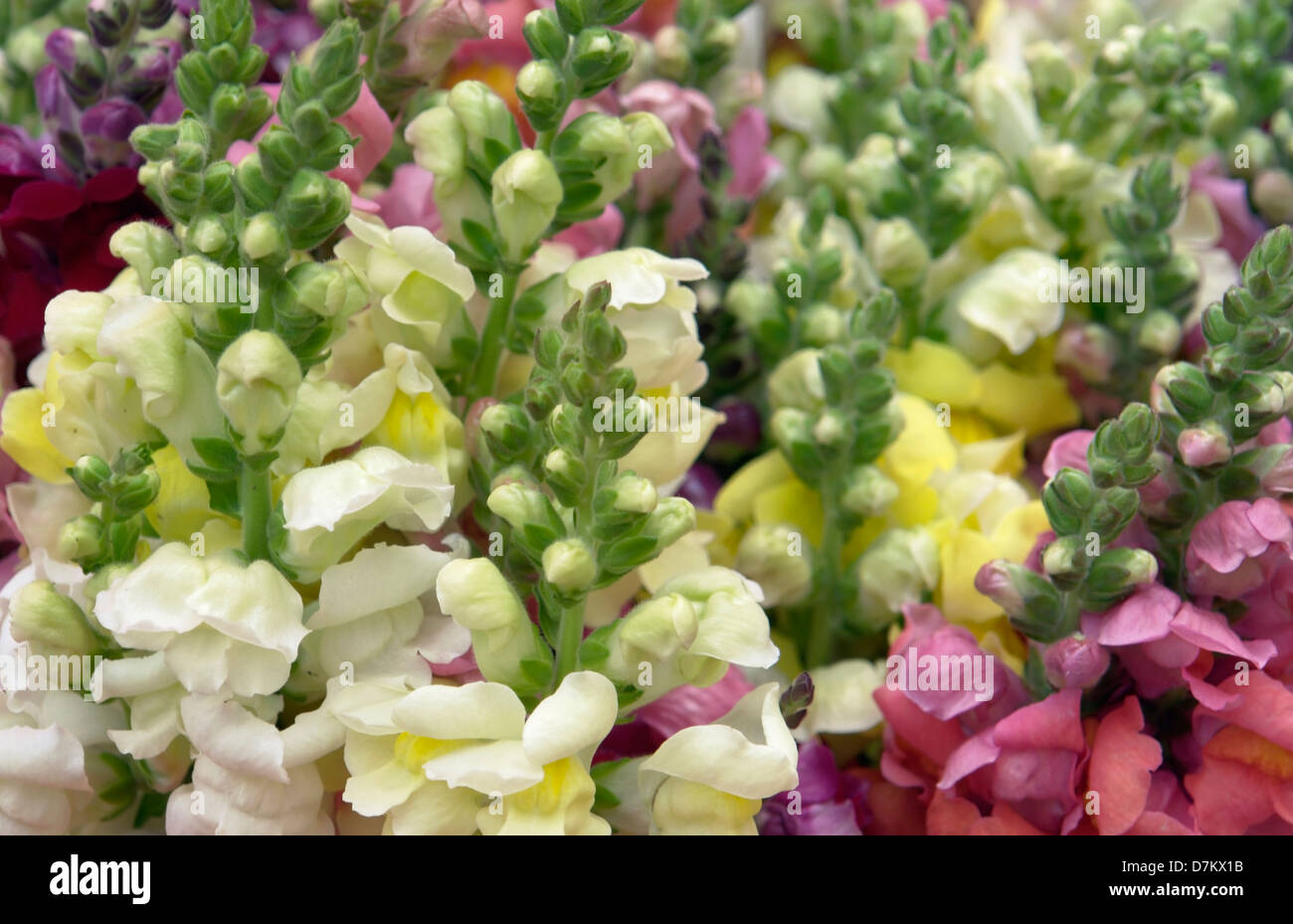 Close up of colorful snapdragons Stock Photo - Alamy