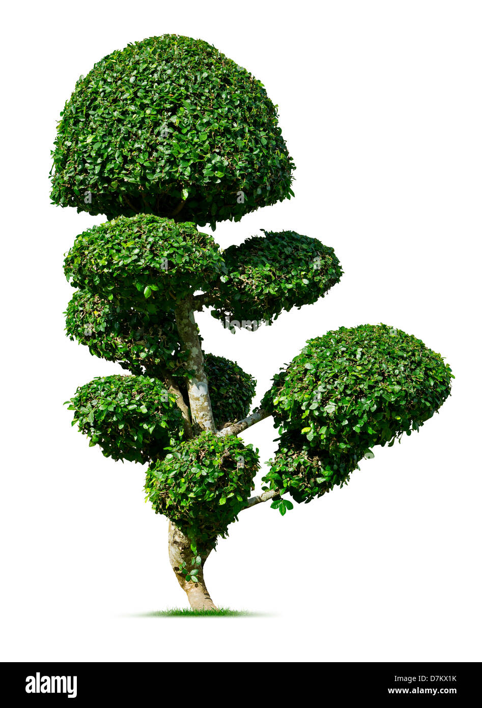 Tree isolated on white background Stock Photo - Alamy