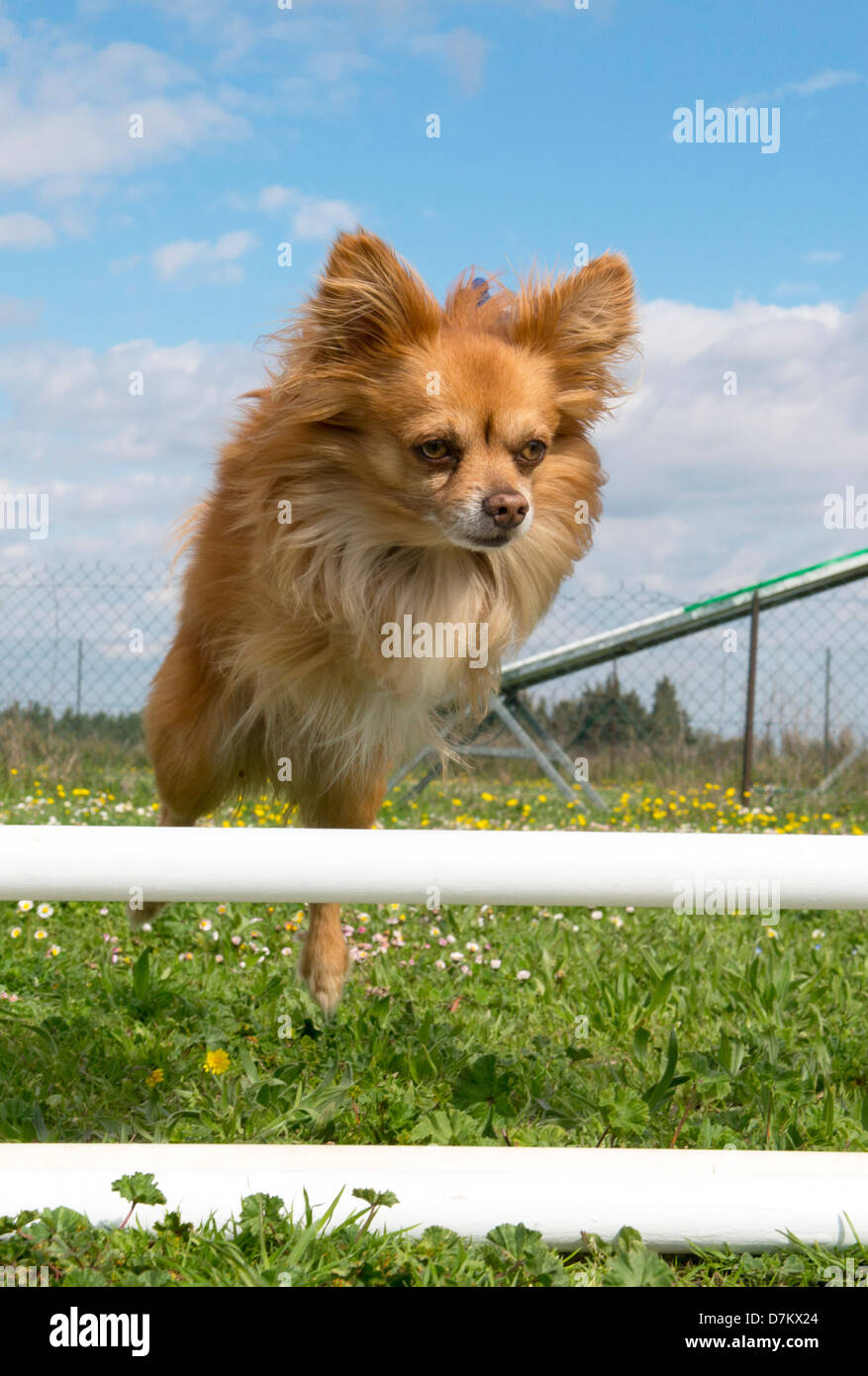 Chihuahua dog jumping hi-res stock photography and images - Alamy
