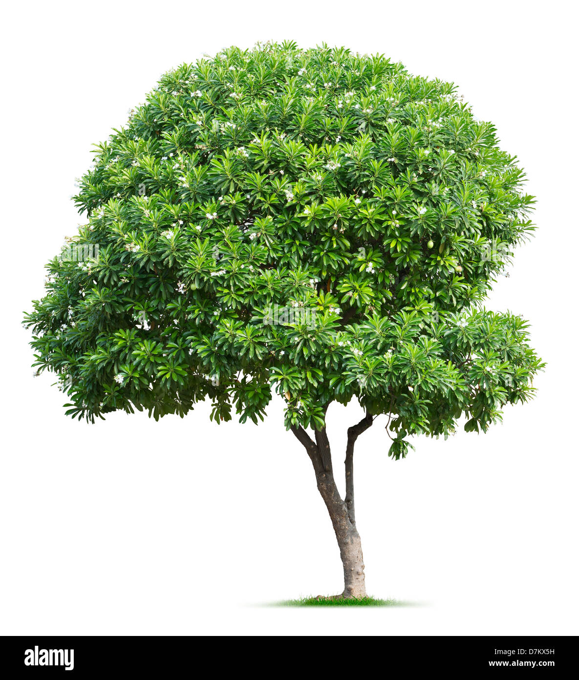 Tree isolated on white background Stock Photo - Alamy