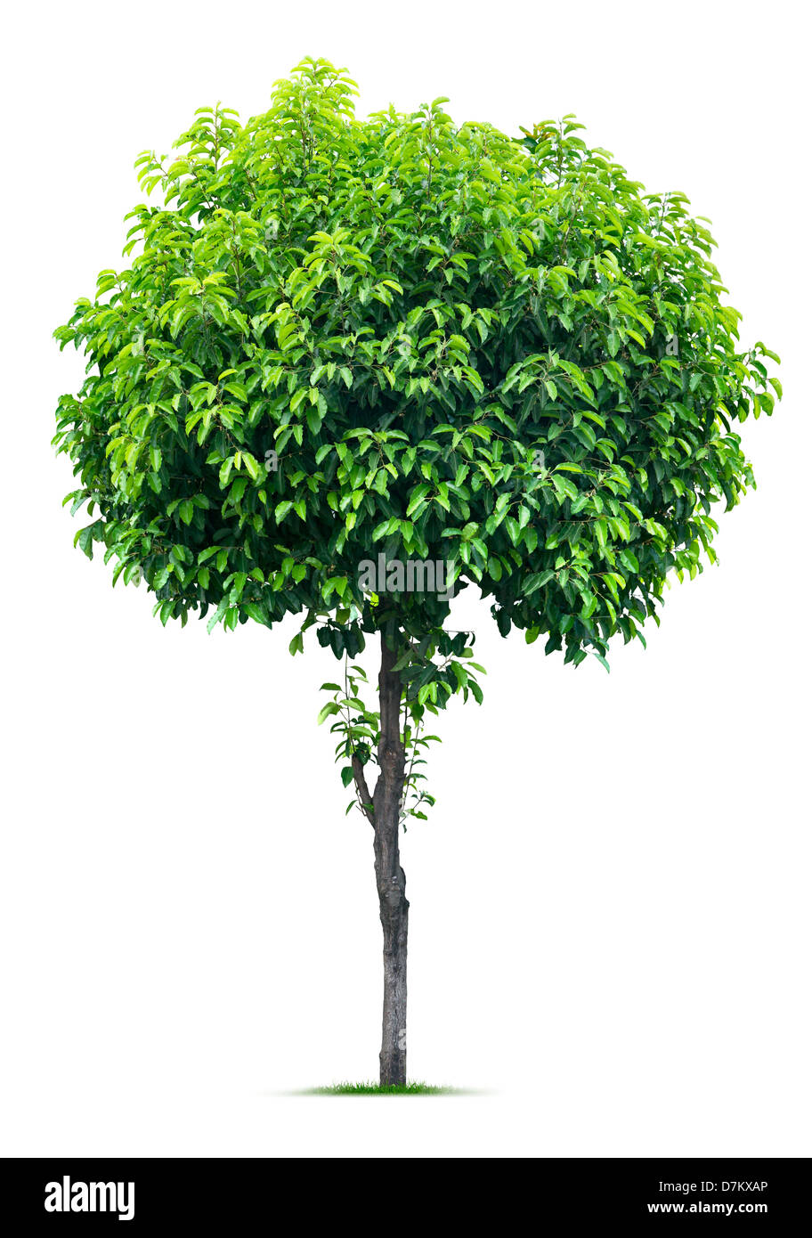 Tree isolated on white background Stock Photo - Alamy