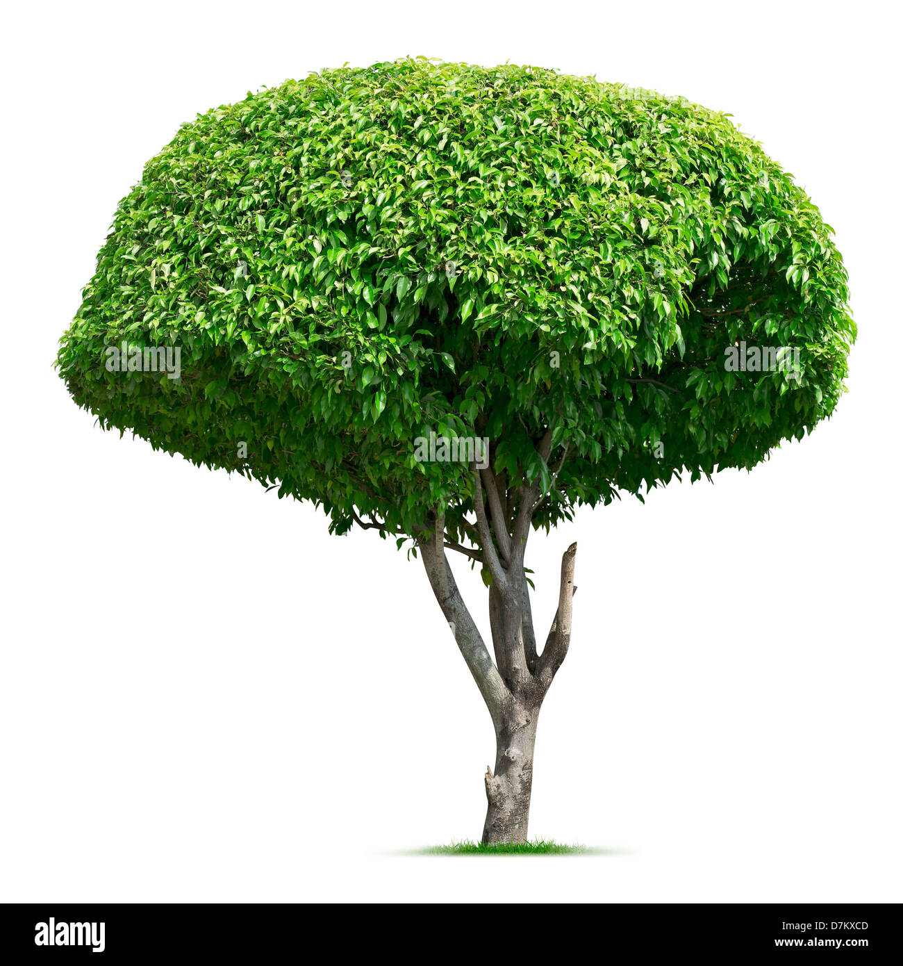 Round ornamental tree isolated on white background Stock Photo - Alamy