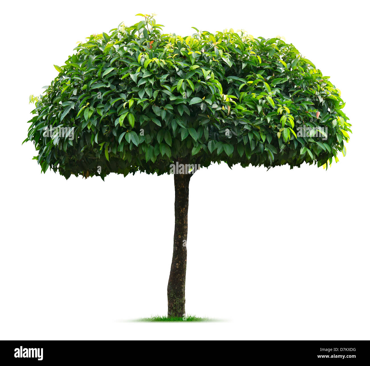 Umbrella tree isolated on white background Stock Photo - Alamy