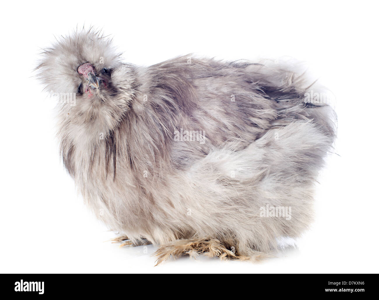 Silkie bantam hi-res stock photography and images - Alamy
