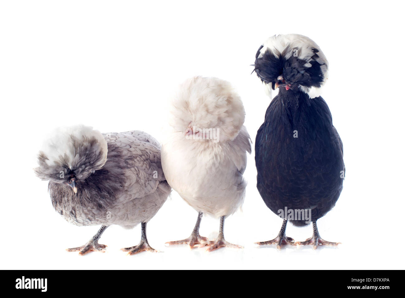 Beautiful bantam hi-res stock photography and images - Alamy