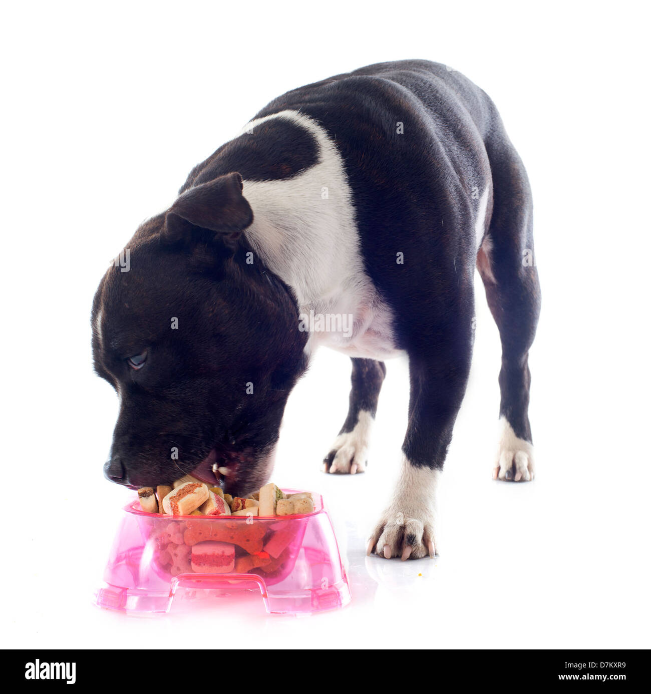 portrait of a staffordshire bull terrier eating in front of white ...