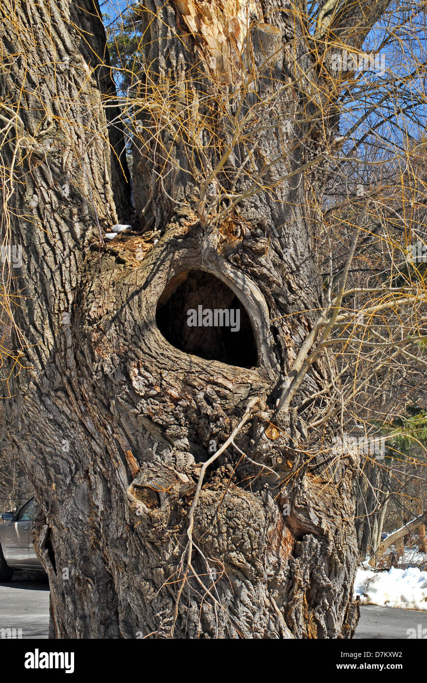 Large empty hollow in old tree in winter Stock Photo - Alamy