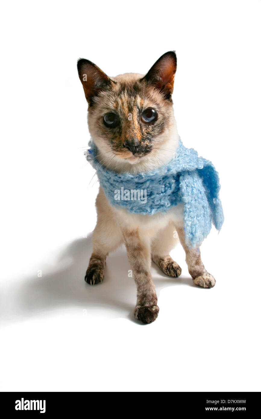 The scarf game Cut Out Stock Images & Pictures - Alamy