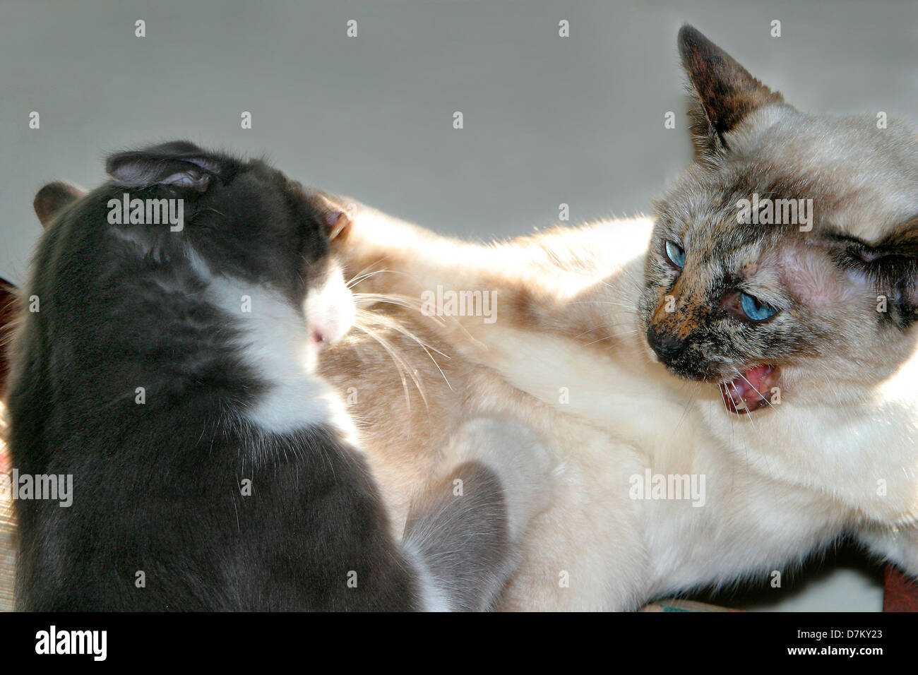 Big fight between two angry domestic cats Stock Photo - Alamy