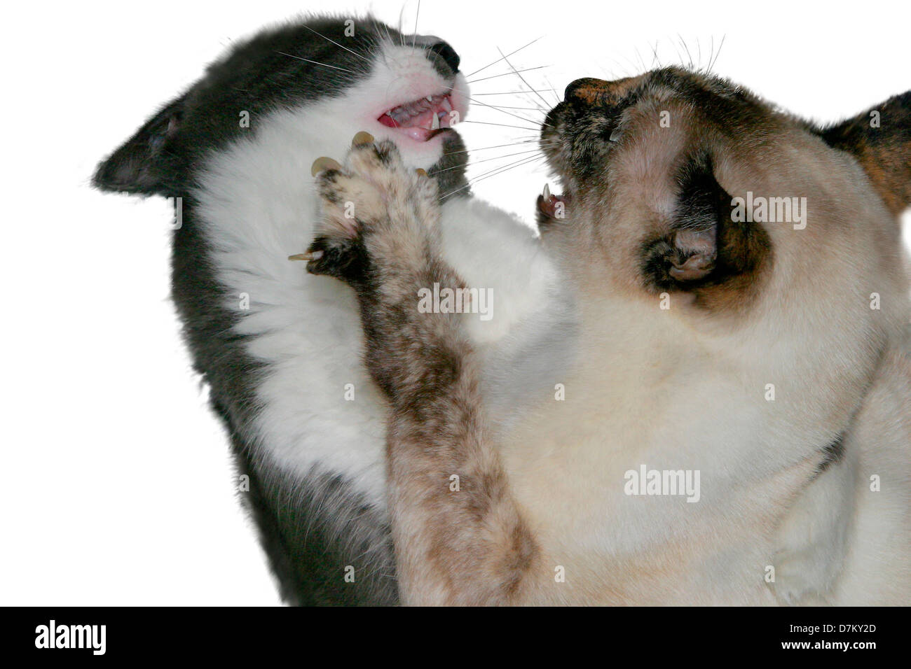 Big fight between two angry domestic cats Stock Photo - Alamy