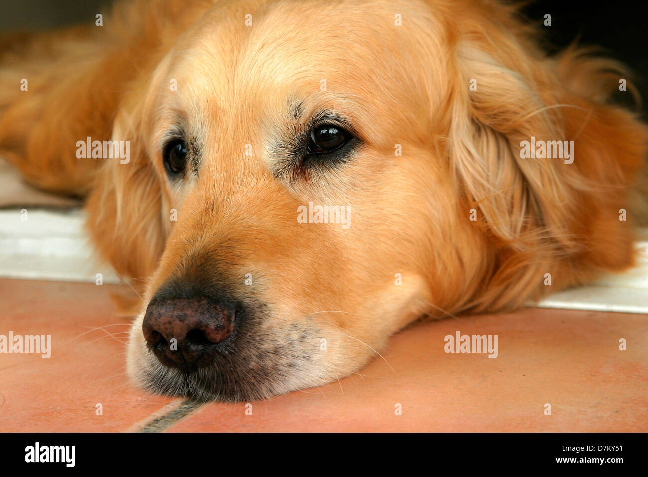 Photo of a sad, bored golden retriever Stock Photo - Alamy