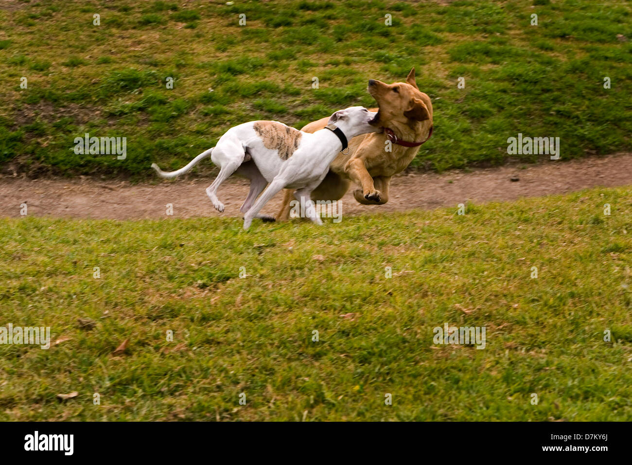 Dogs running in grass hi-res stock photography and images - Alamy