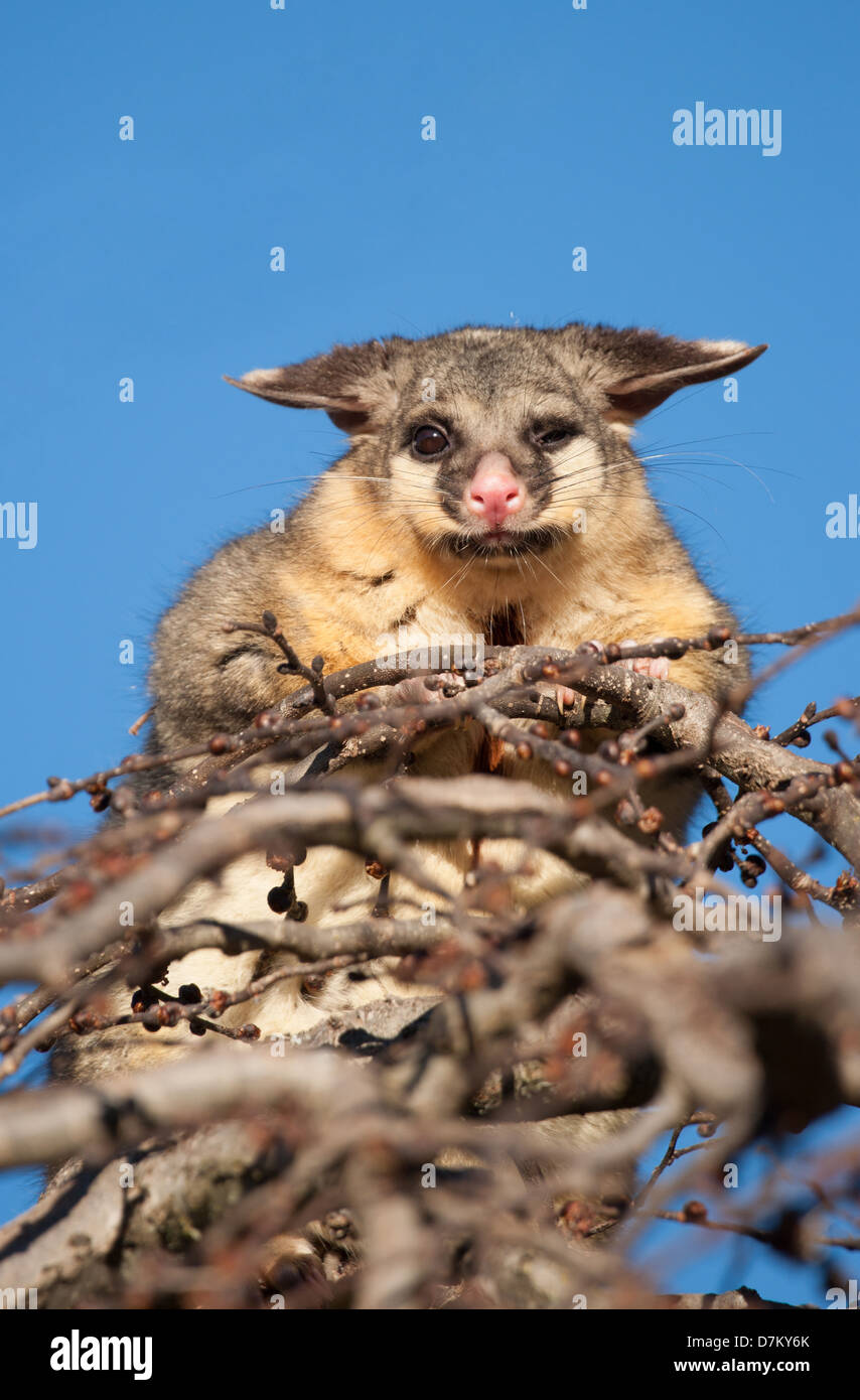 australian brush tail possum on top of a tree Stock Photo - Alamy