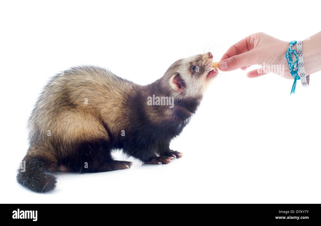 a male ferret feeding in a hand in front of white background Stock ...
