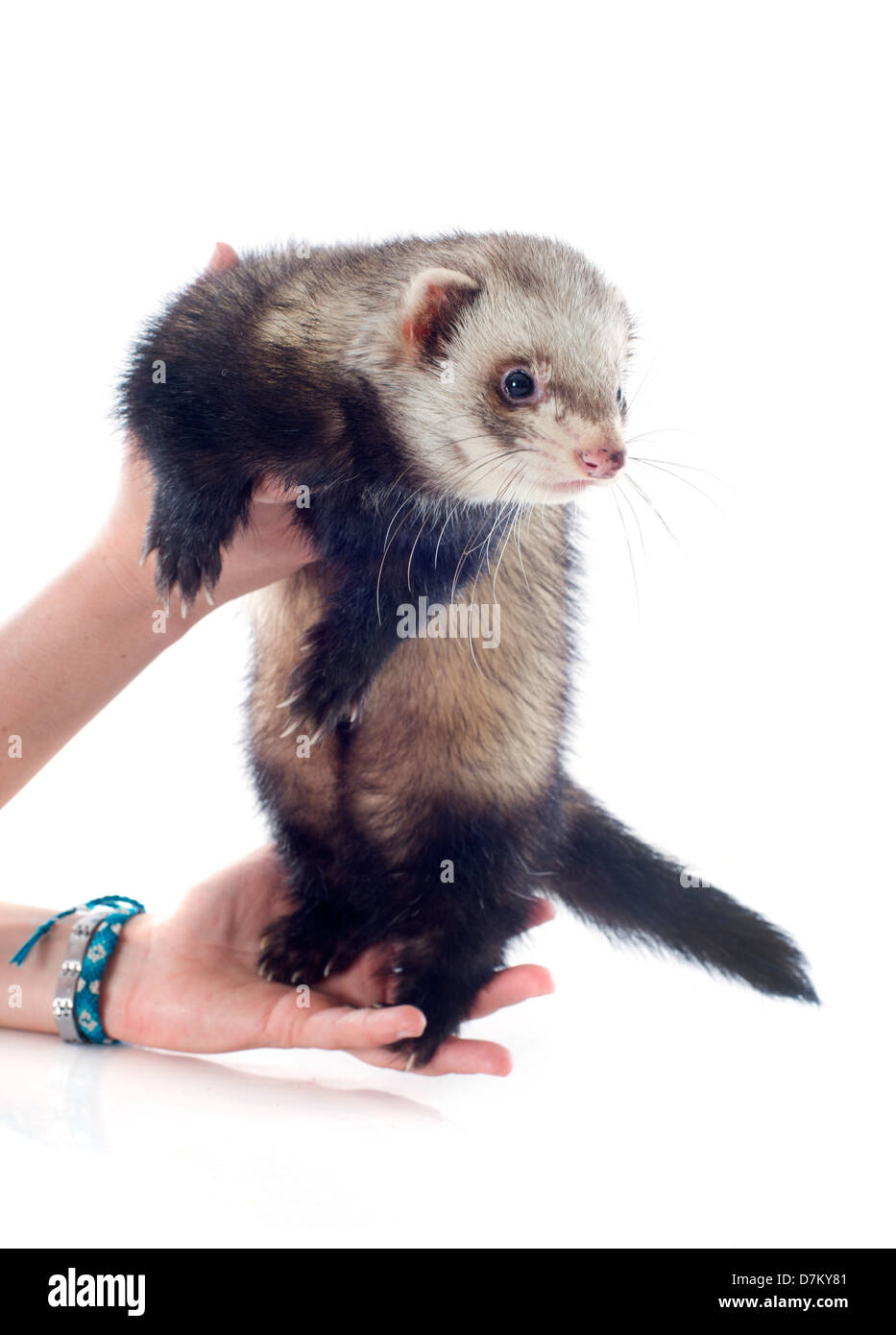 portrait of a male ferret holding in hand in front of white background ...
