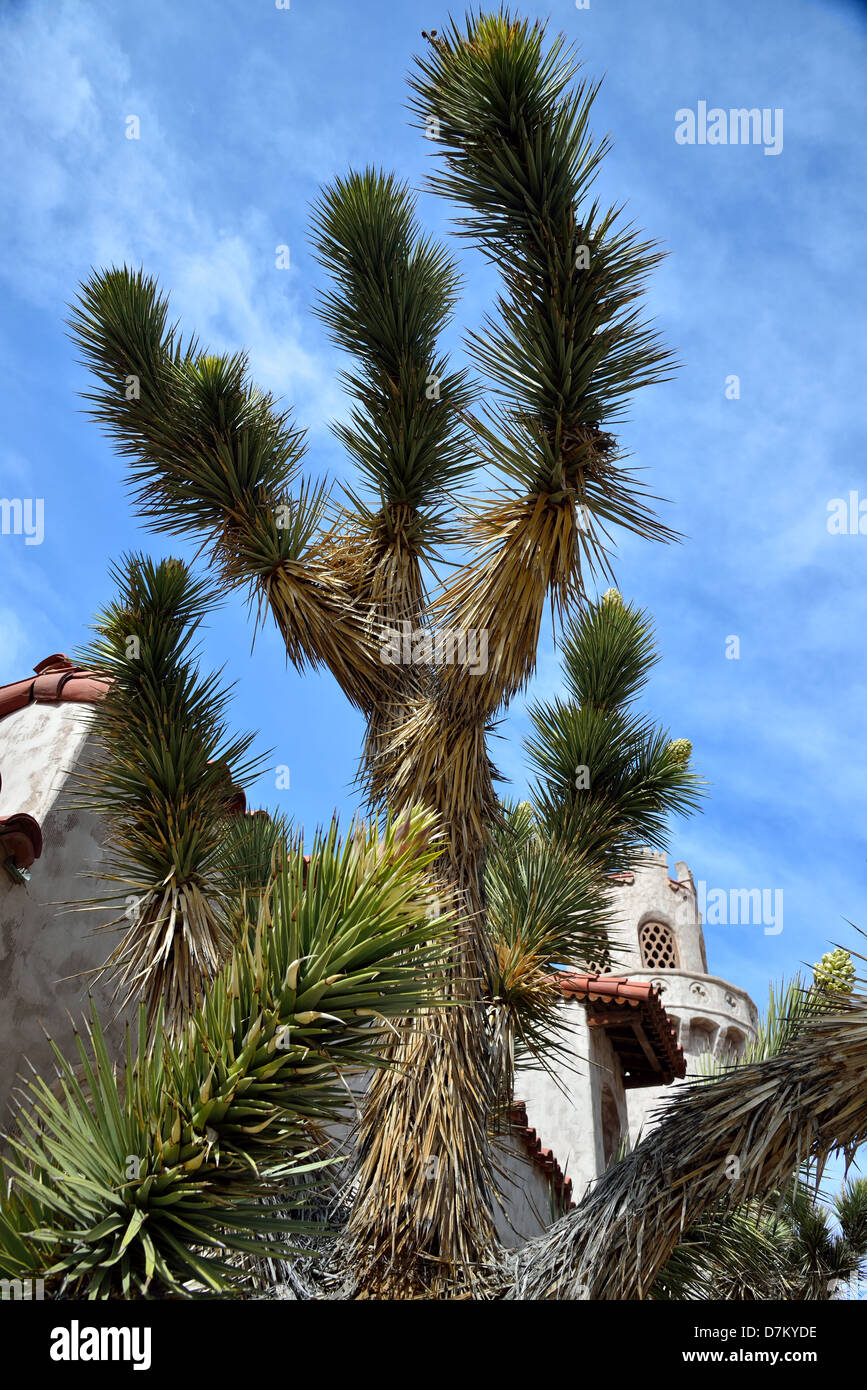 Joshua tree cactus in front of Scotty's Castle. Death Valley National ...
