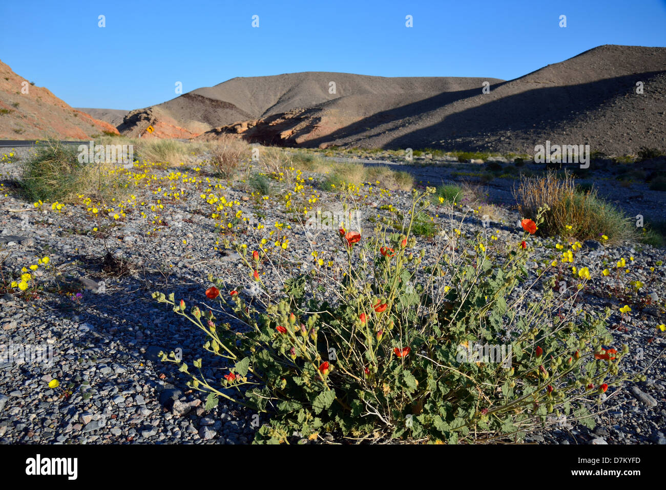 Death valley flowers hi-res stock photography and images - Alamy
