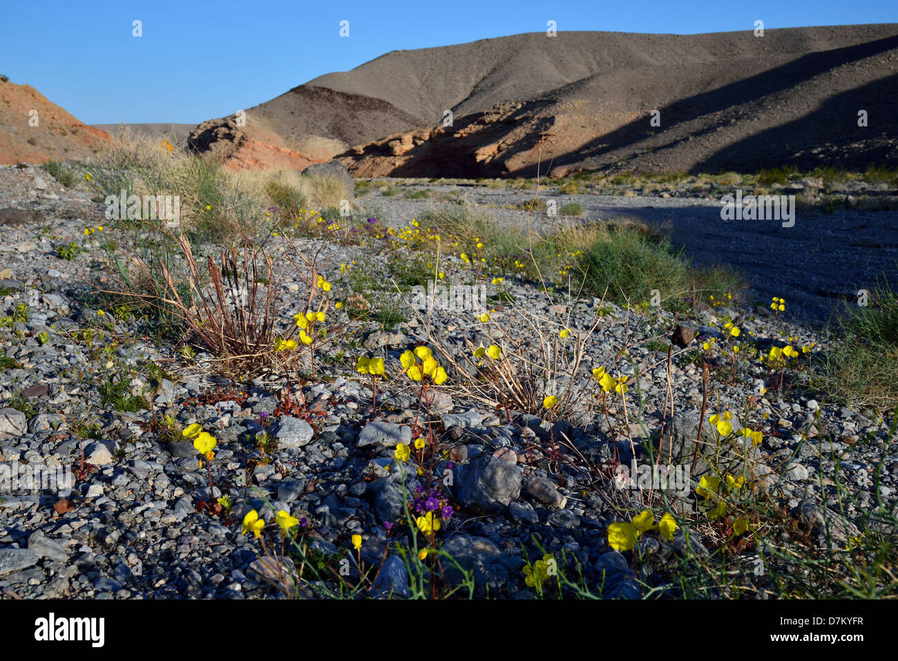 Wild flowers in bloom. Death Valley National Park, California, USA ...