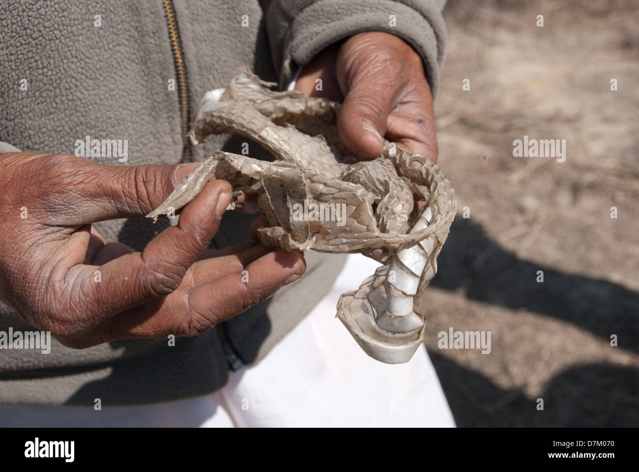 Brown rat snake hi-res stock photography and images - Alamy