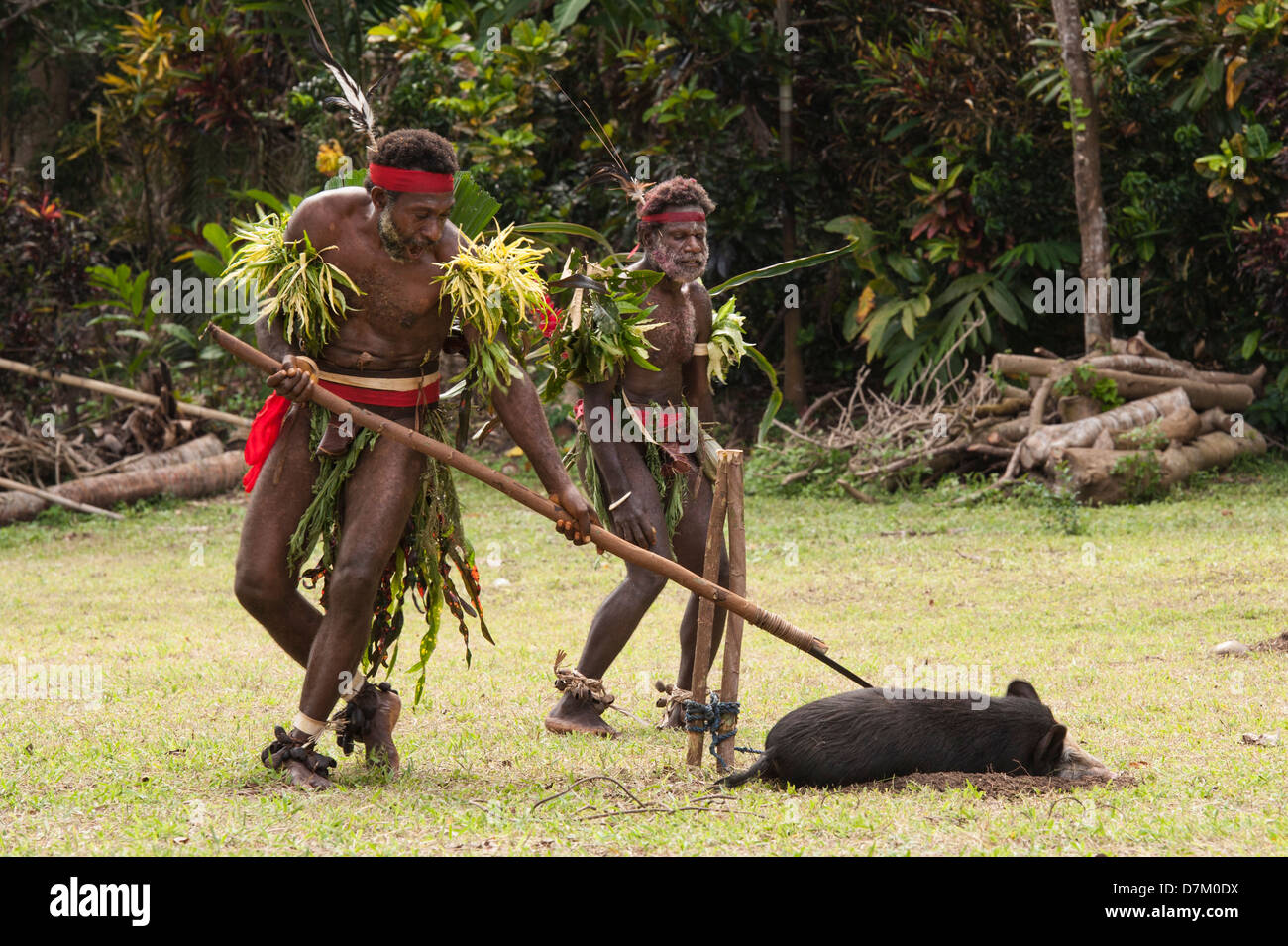 Ritual killing of a pig during the Ordination ceremony for a new ...