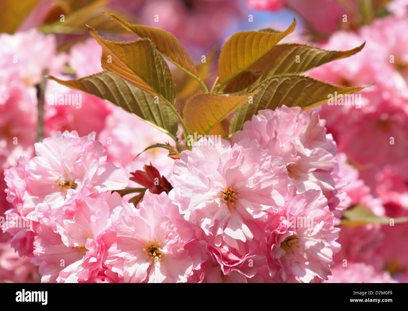 pink cherry tree blossom Stock Photo - Alamy