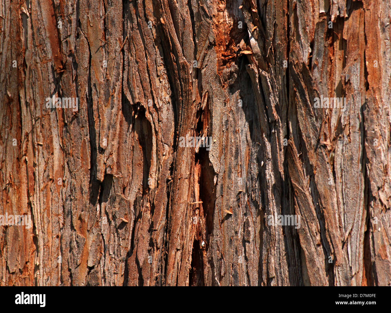 Trunk of tree hi-res stock photography and images - Alamy