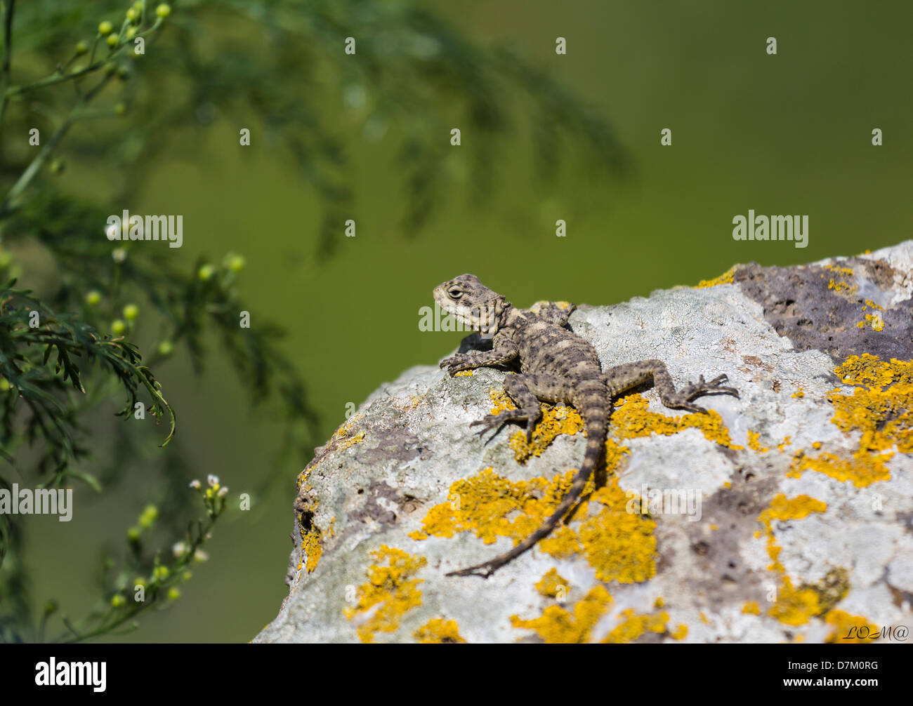 Lizard basking in the sun Stock Photo - Alamy