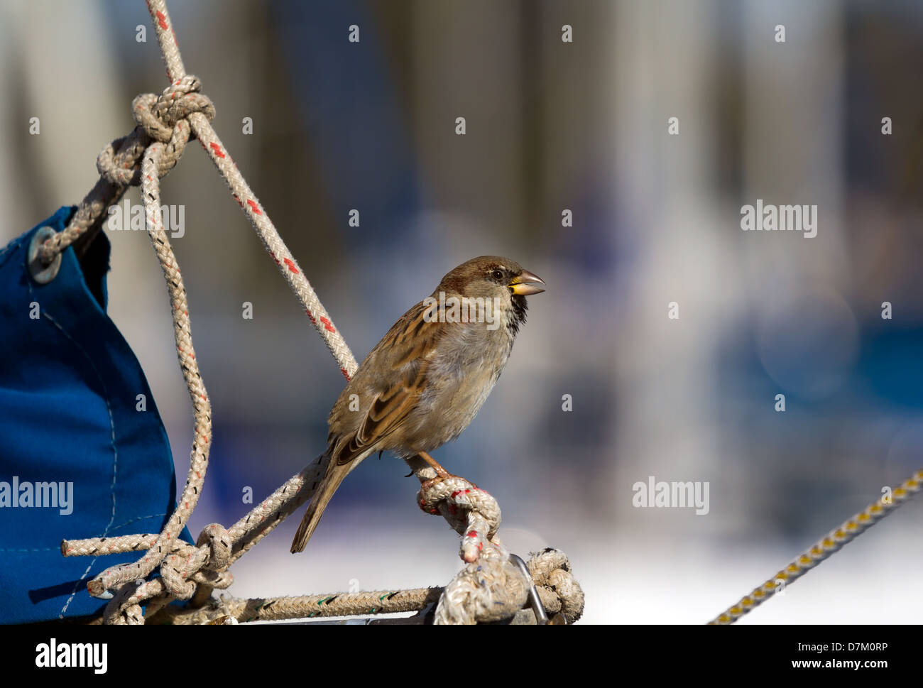 Sparrow on rope hi-res stock photography and images - Alamy
