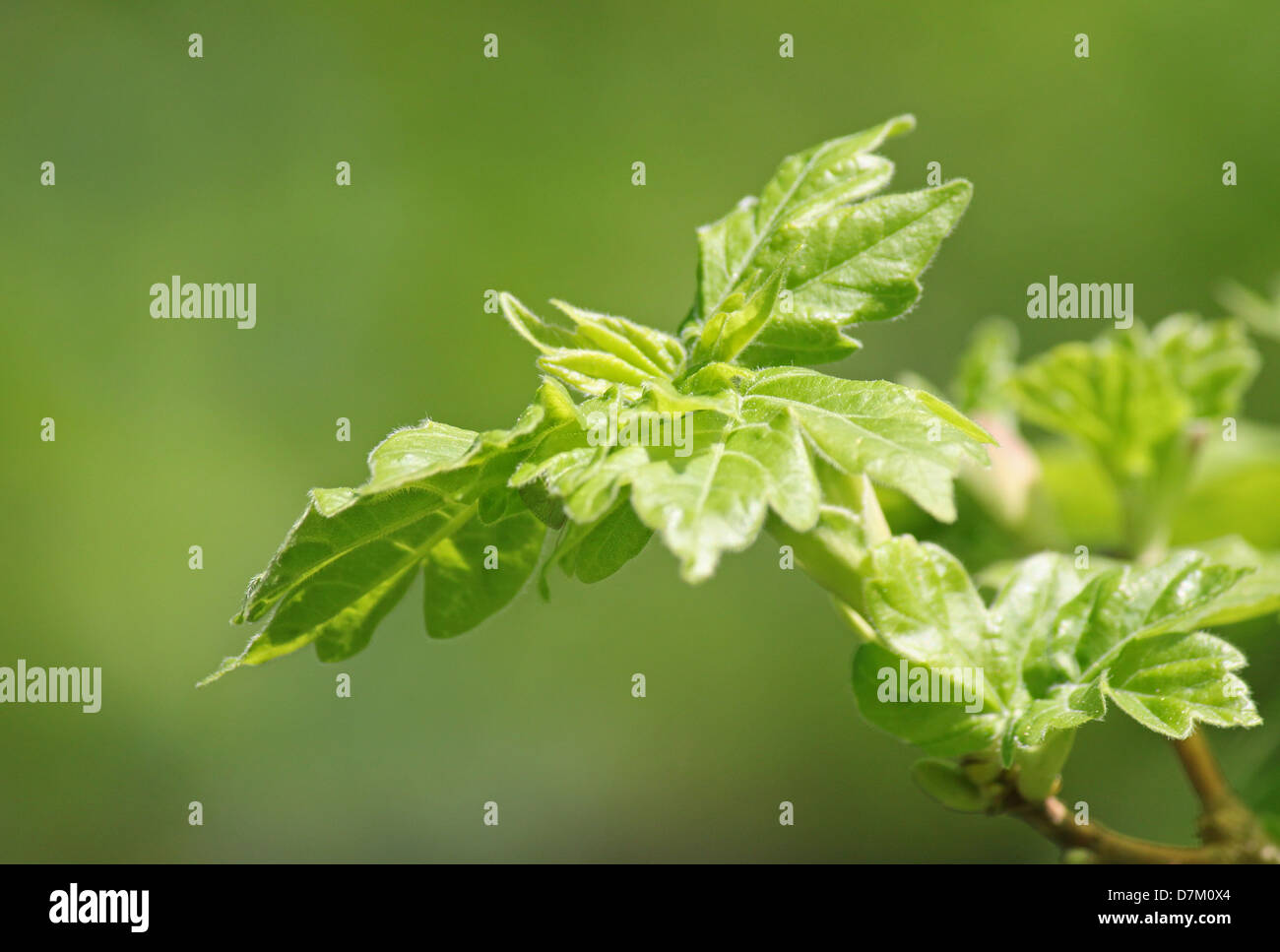 close up of branch of tree Stock Photo - Alamy