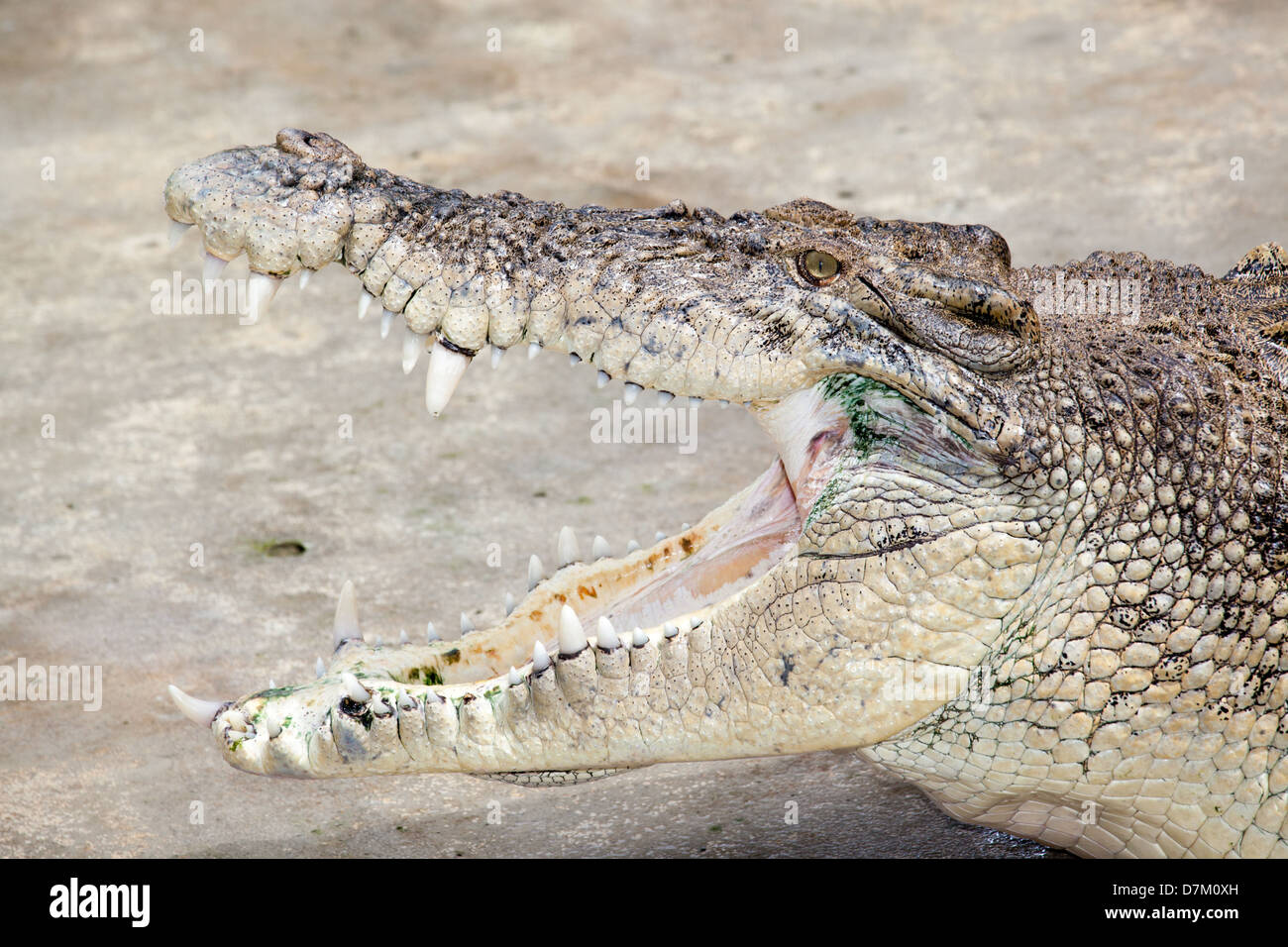 Indo pacific estuarine crocodile Stock Photo - Alamy