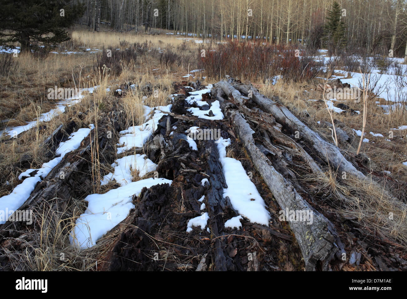 Logging industry canada logs hi-res stock photography and images - Alamy
