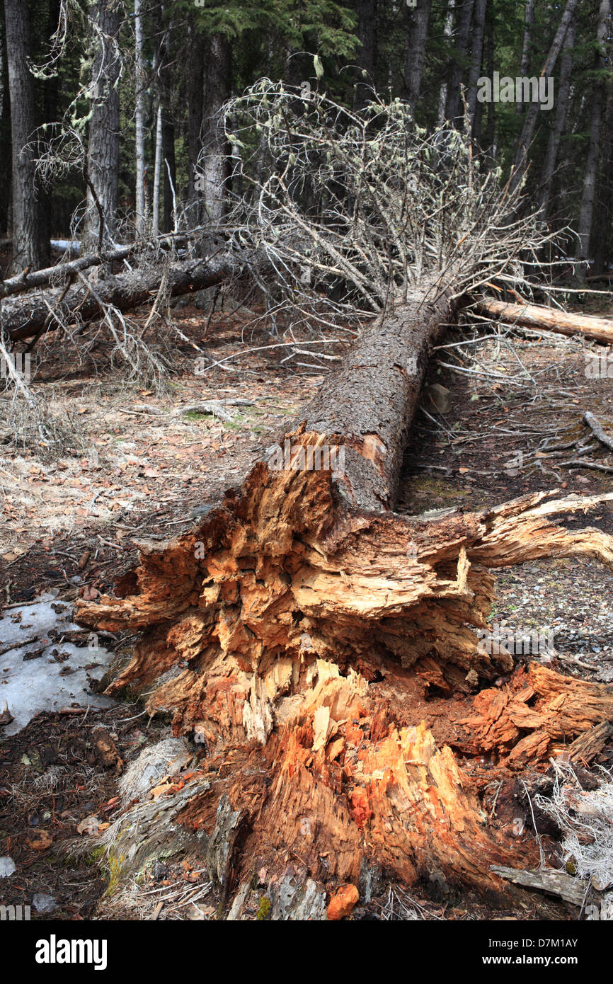 Fallen conifer in the Kananaskis Country in Alberta Stock Photo - Alamy
