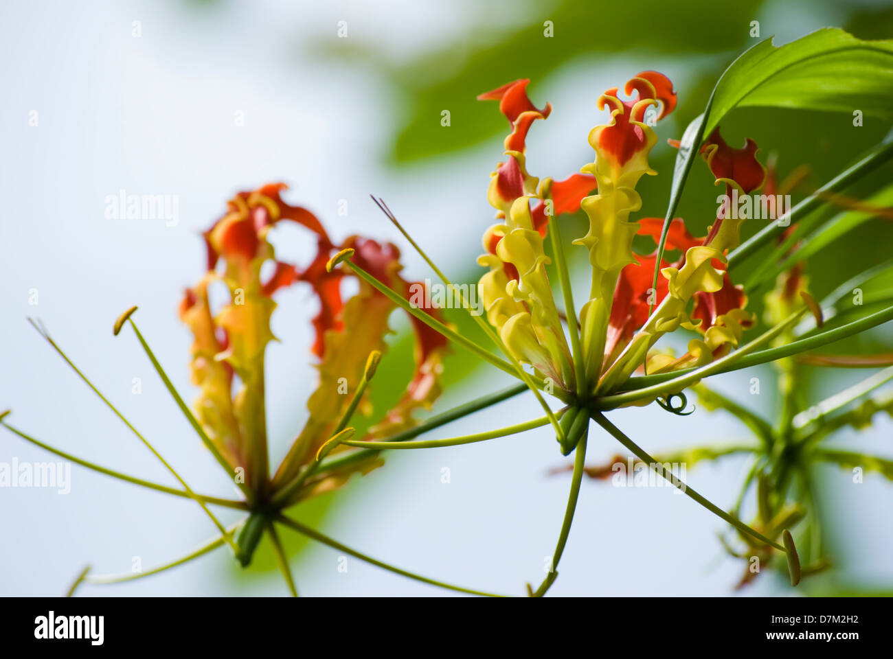 Gloriosa lily, Gloriosa Superba grown wild in jungle of Goa India Stock ...
