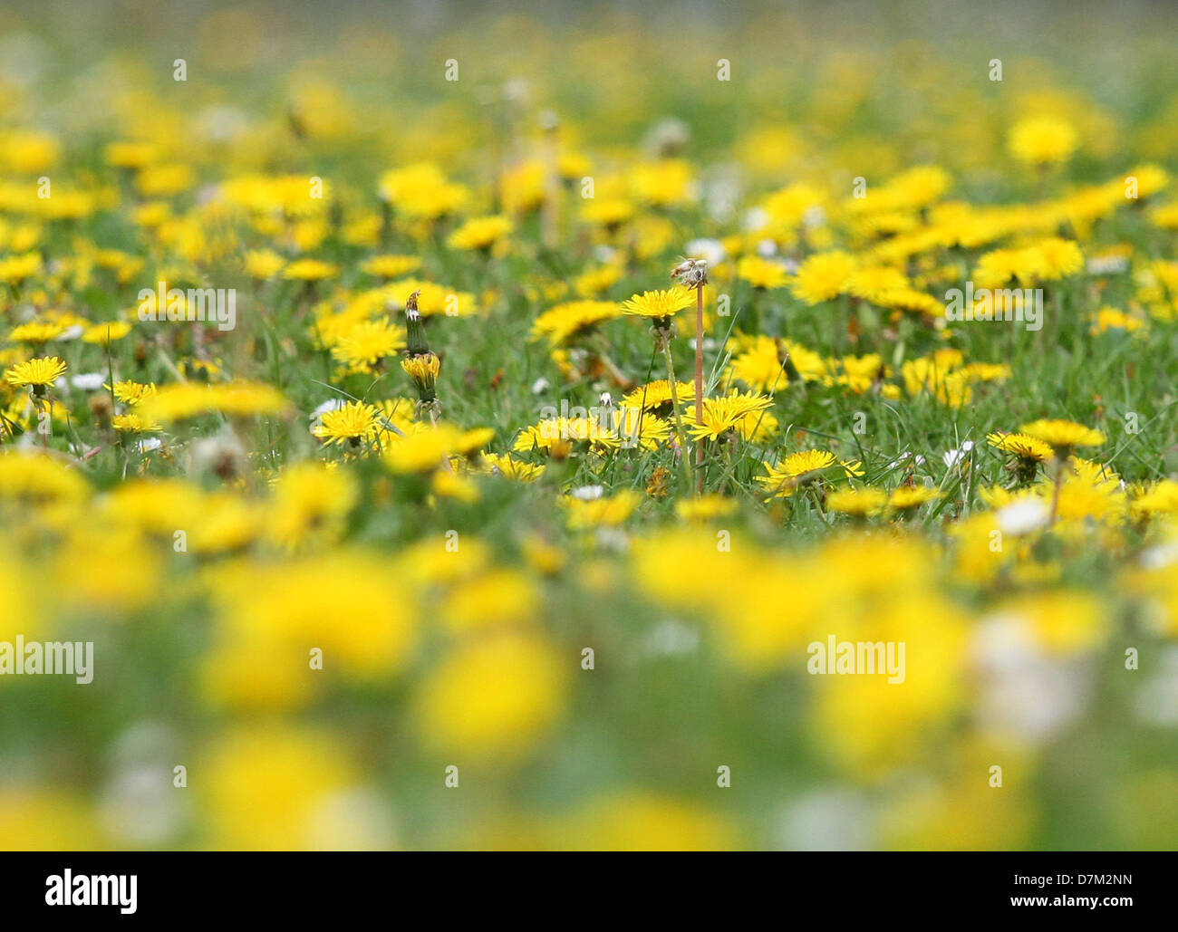 Dandelions flower plant weed verge hi-res stock photography and images ...