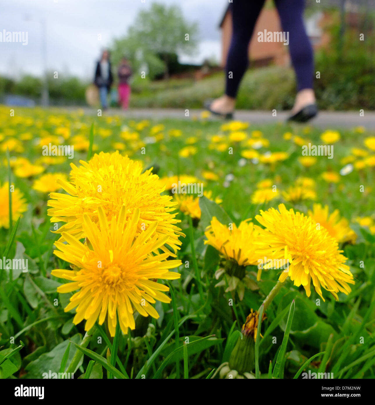 Dandelions flower plant weed verge hi-res stock photography and images ...