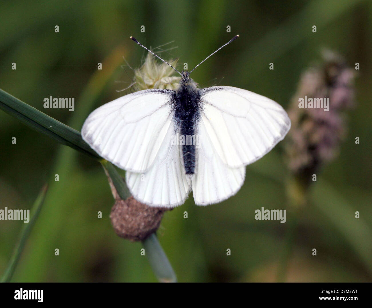 Detailed close-up macro capture of a Green-veined White (Pieris Napi ...