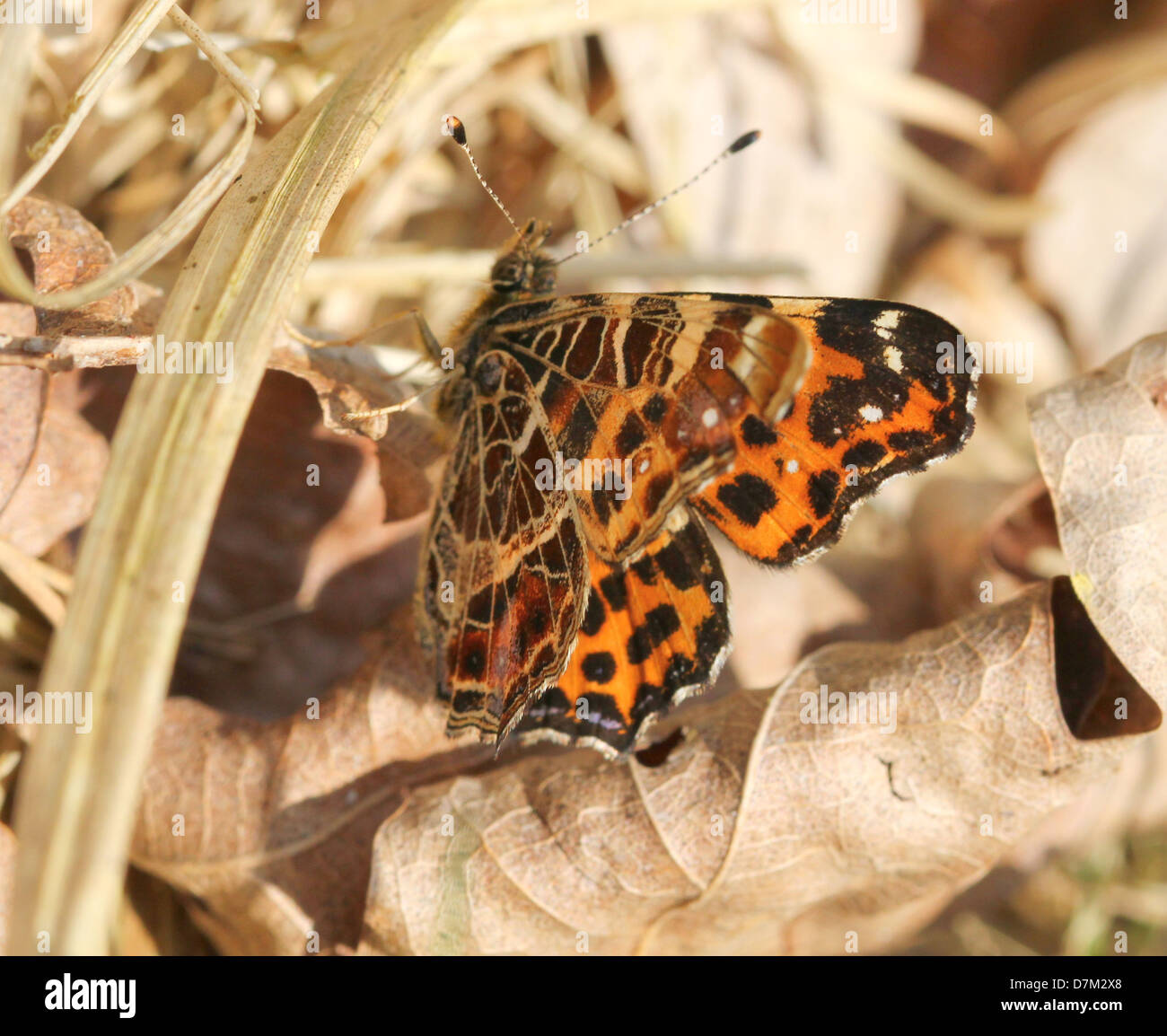 Map of papillon hi-res stock photography and images - Alamy