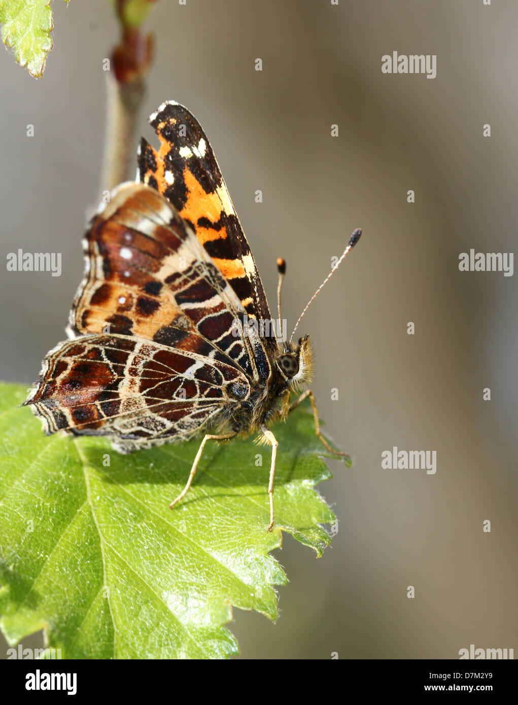 Close up of a 1st generation Map Butterfly (Araschnia levana) posing on ...