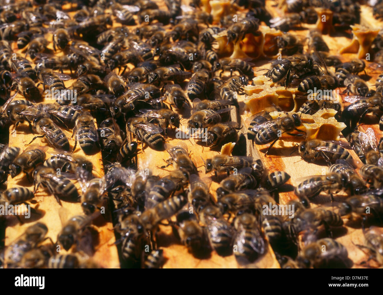 USA, Bees in beehive Stock Photo - Alamy