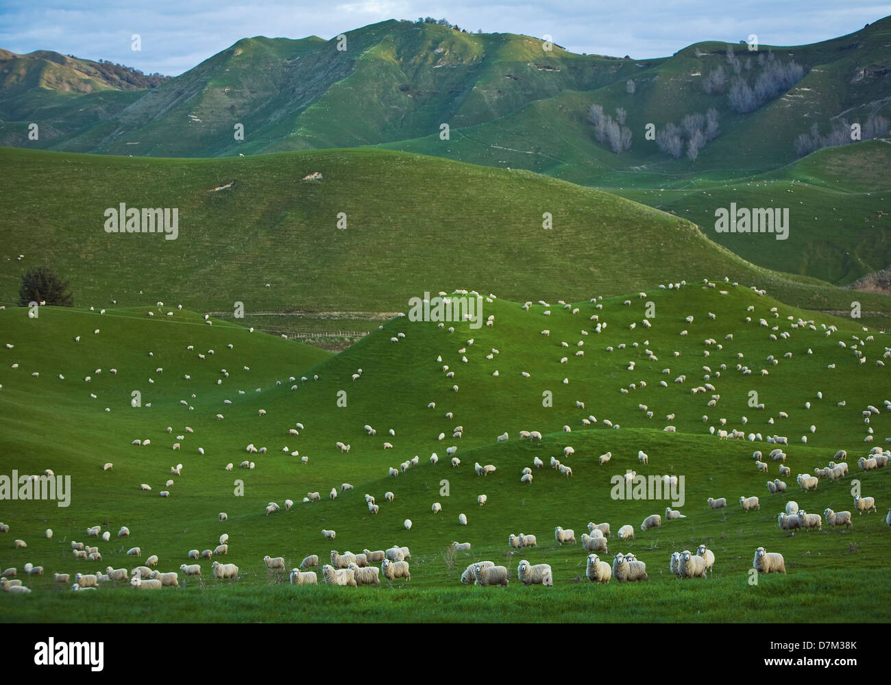 Coromandel range hi-res stock photography and images - Alamy